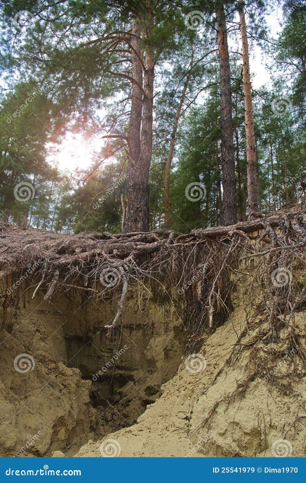Canyon in forest stock image. Image of rural, environment - 25541979