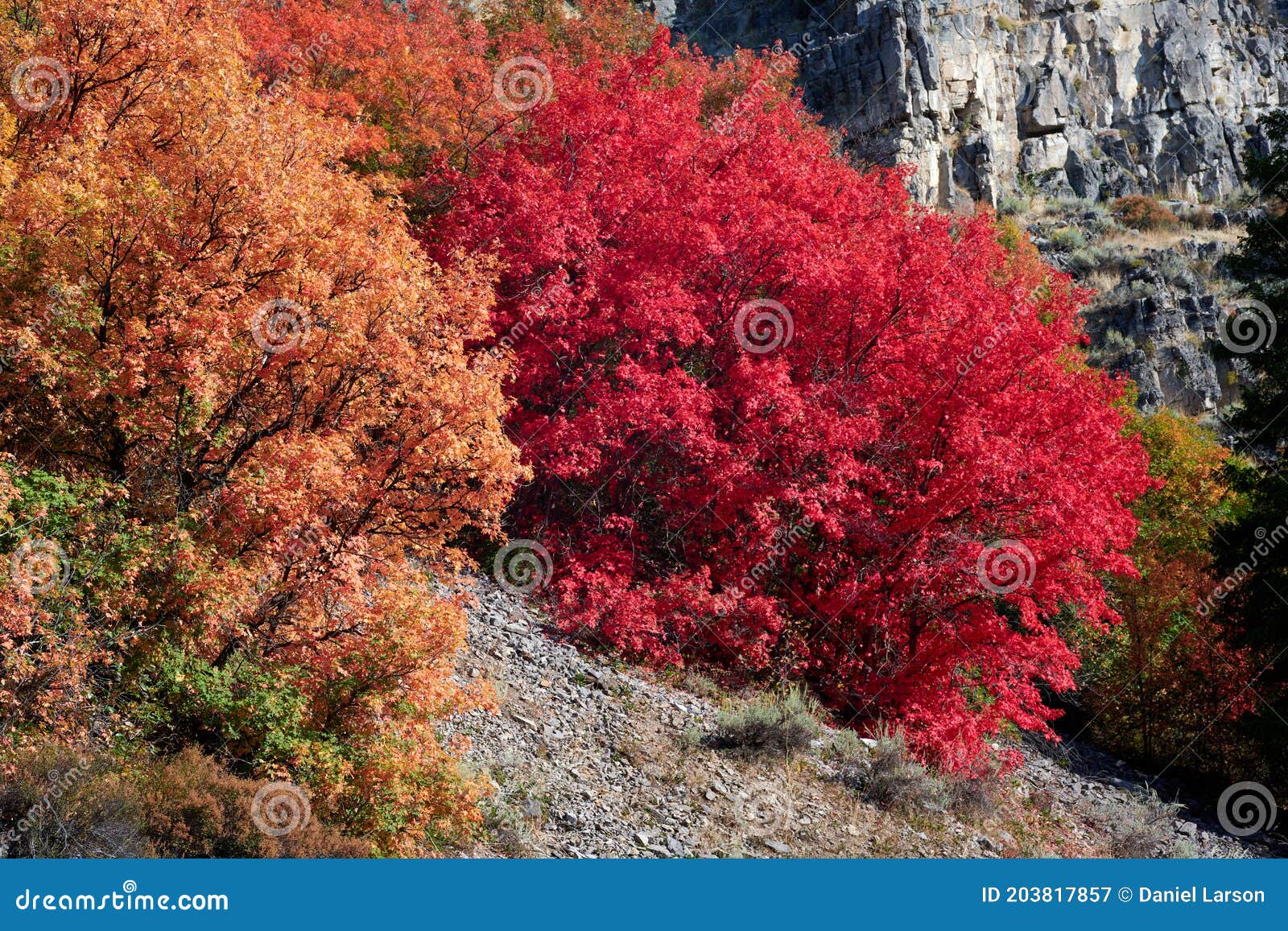 Canyon Maples in Logan Canyon Stock Image - Image of autumn, utah ...