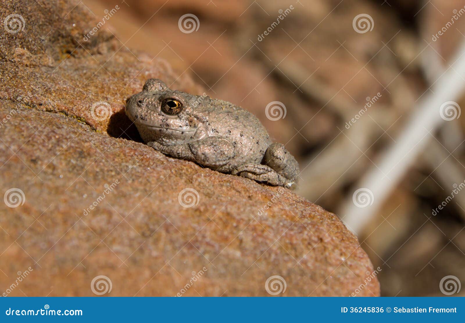 Canyon Tree frog stock photo. Image of frog, detail, small - 36245836