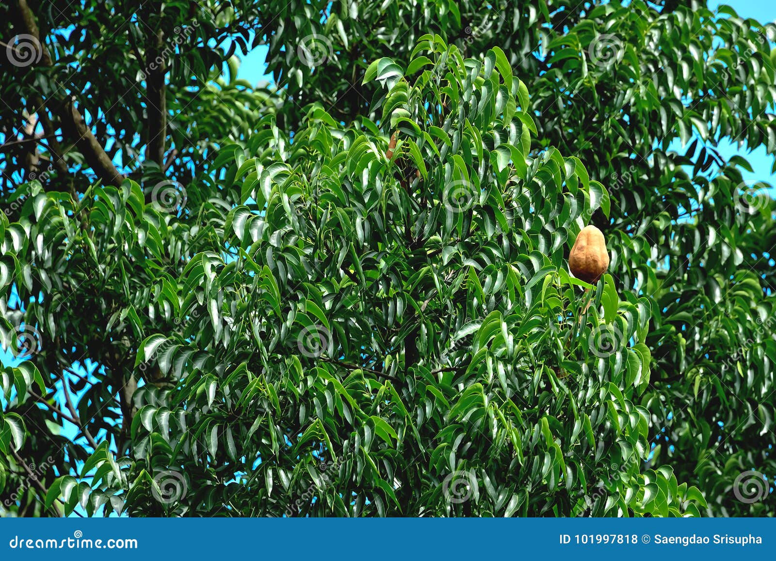 Caoba Fotos De Stock - Descarga 7,707 Fotos Libres de Derechos