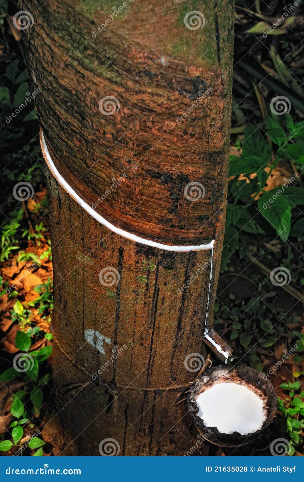 Caoutchouc tree stock photo. Image of latex, india, farm - 21635028