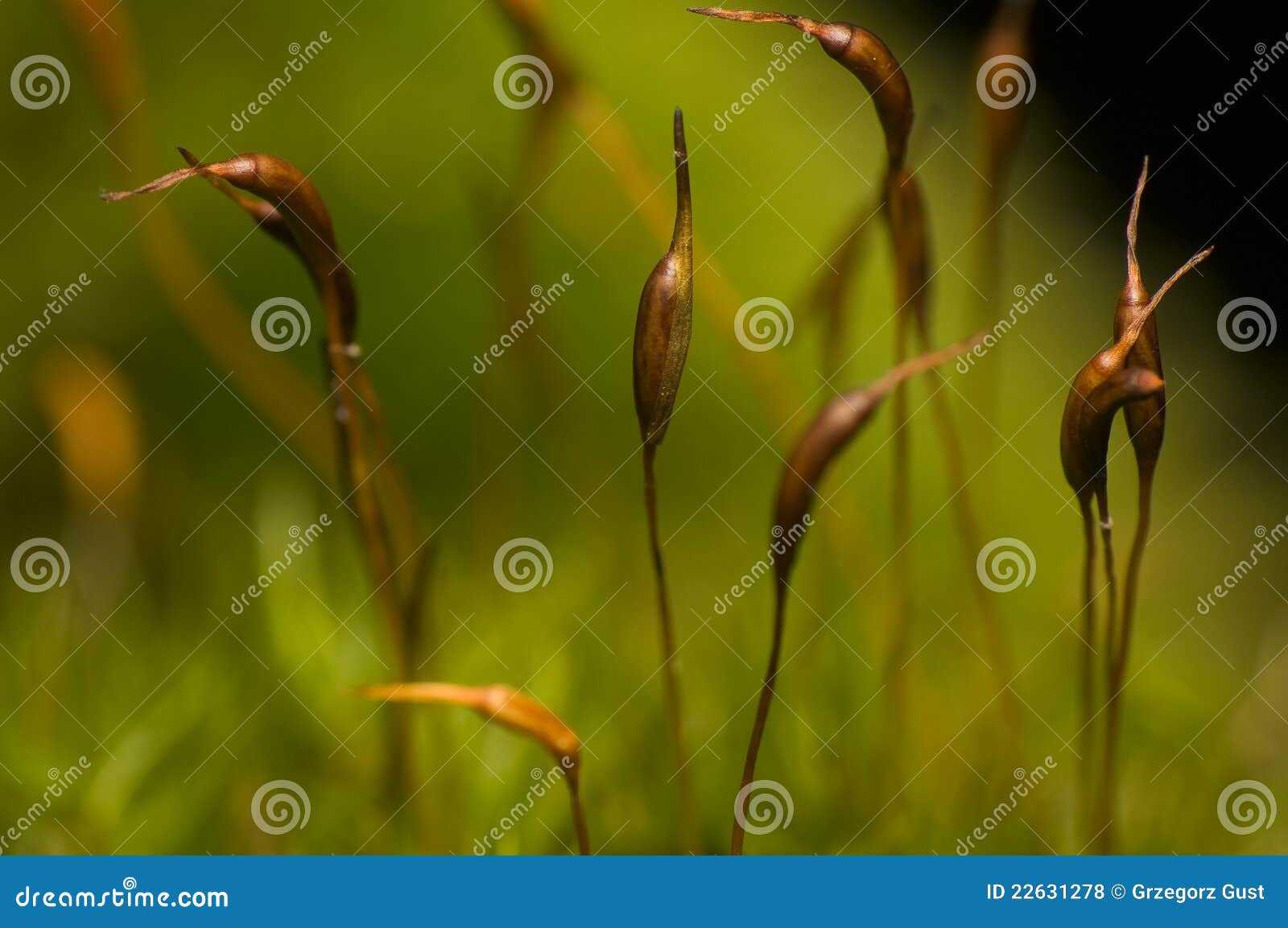 Cap moss stock photo. Image of earth, nature, color, botanical - 22631278