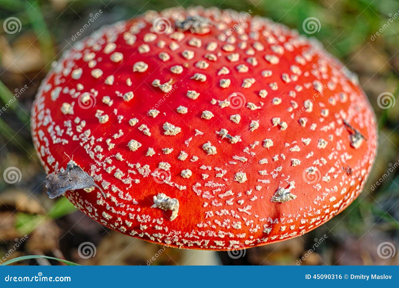 Cap mushroom stock photo. Image of color, closeup, forest - 45090316