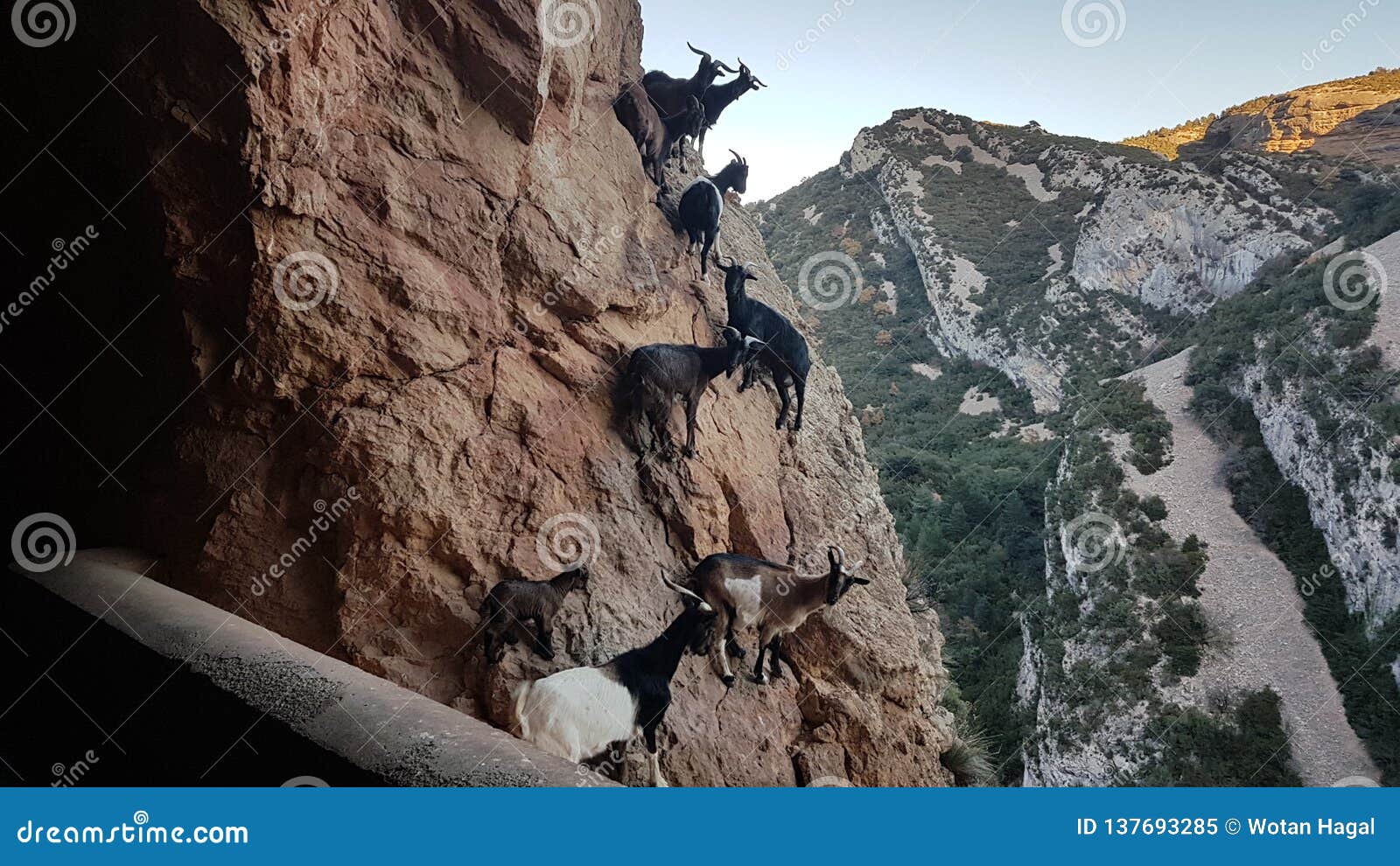 Capacidades De Cabras En Ascenso Imagen de archivo - Imagen de escalada ...
