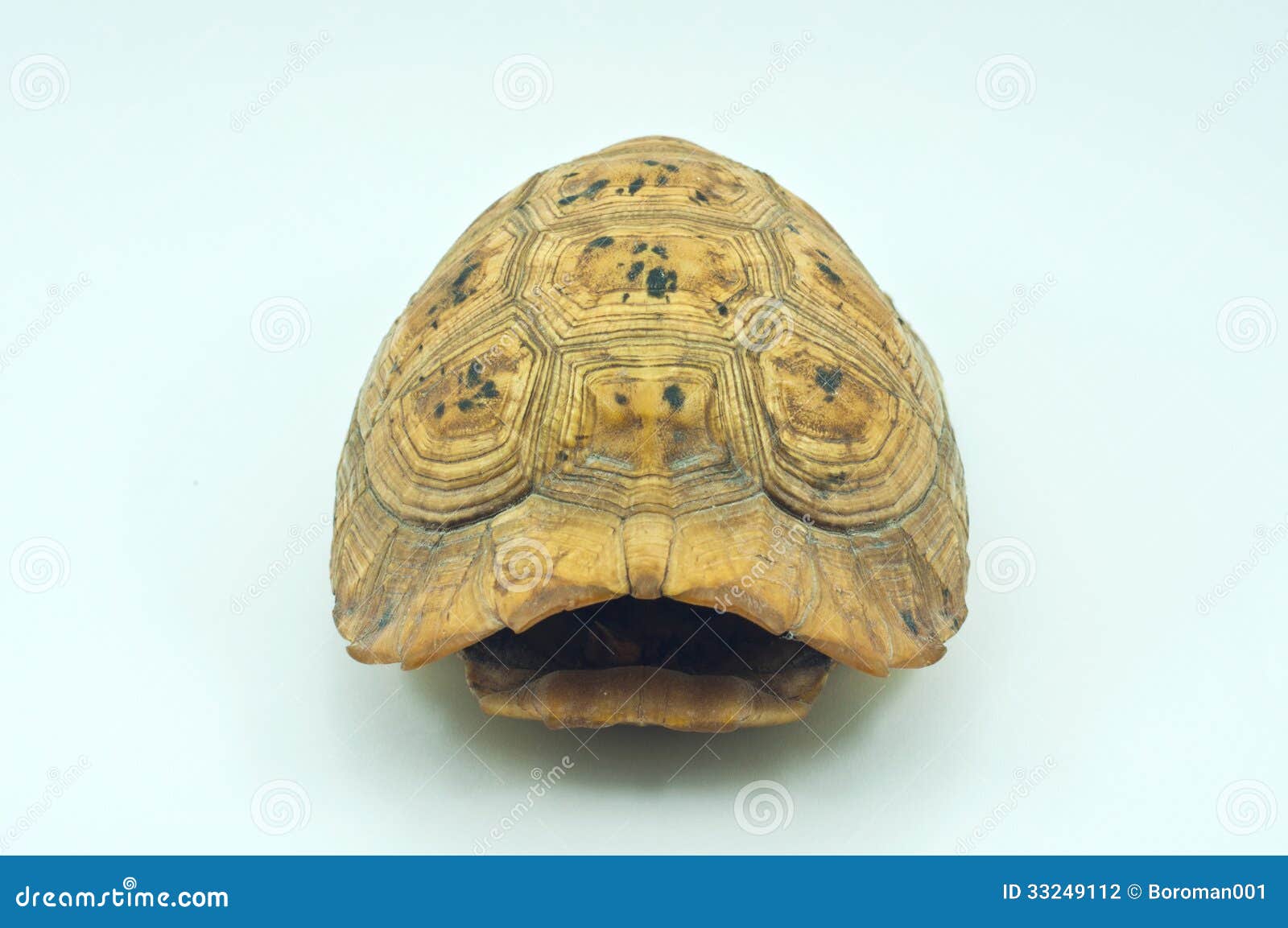 Caparazón foto de archivo. Imagen de resistente, seco - 33249112