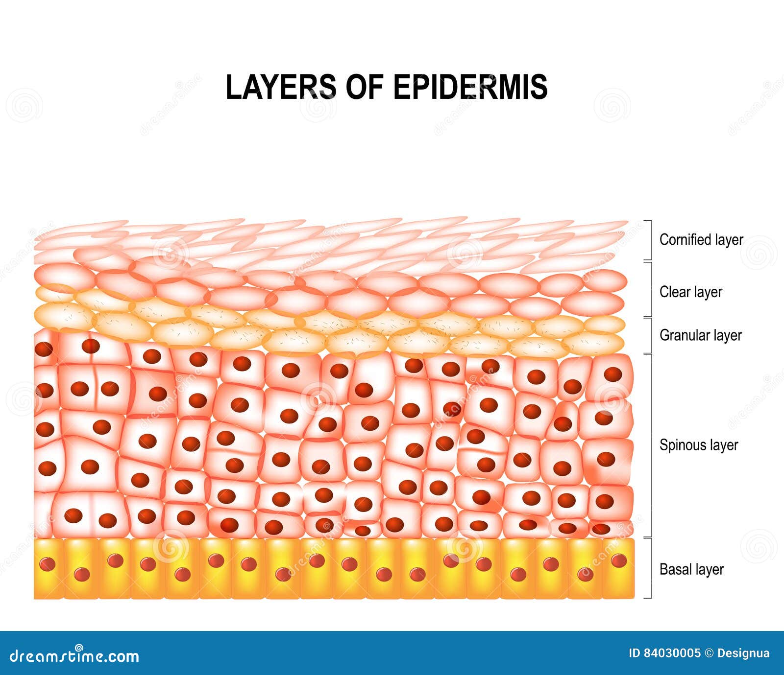 Capas de epidermis ilustración del vector. Ilustración de salud - 84030005