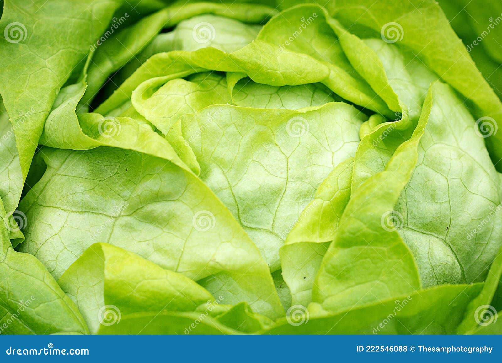 Capas De Hojas De Una Col Verde Foto de archivo - Imagen de bebé ...