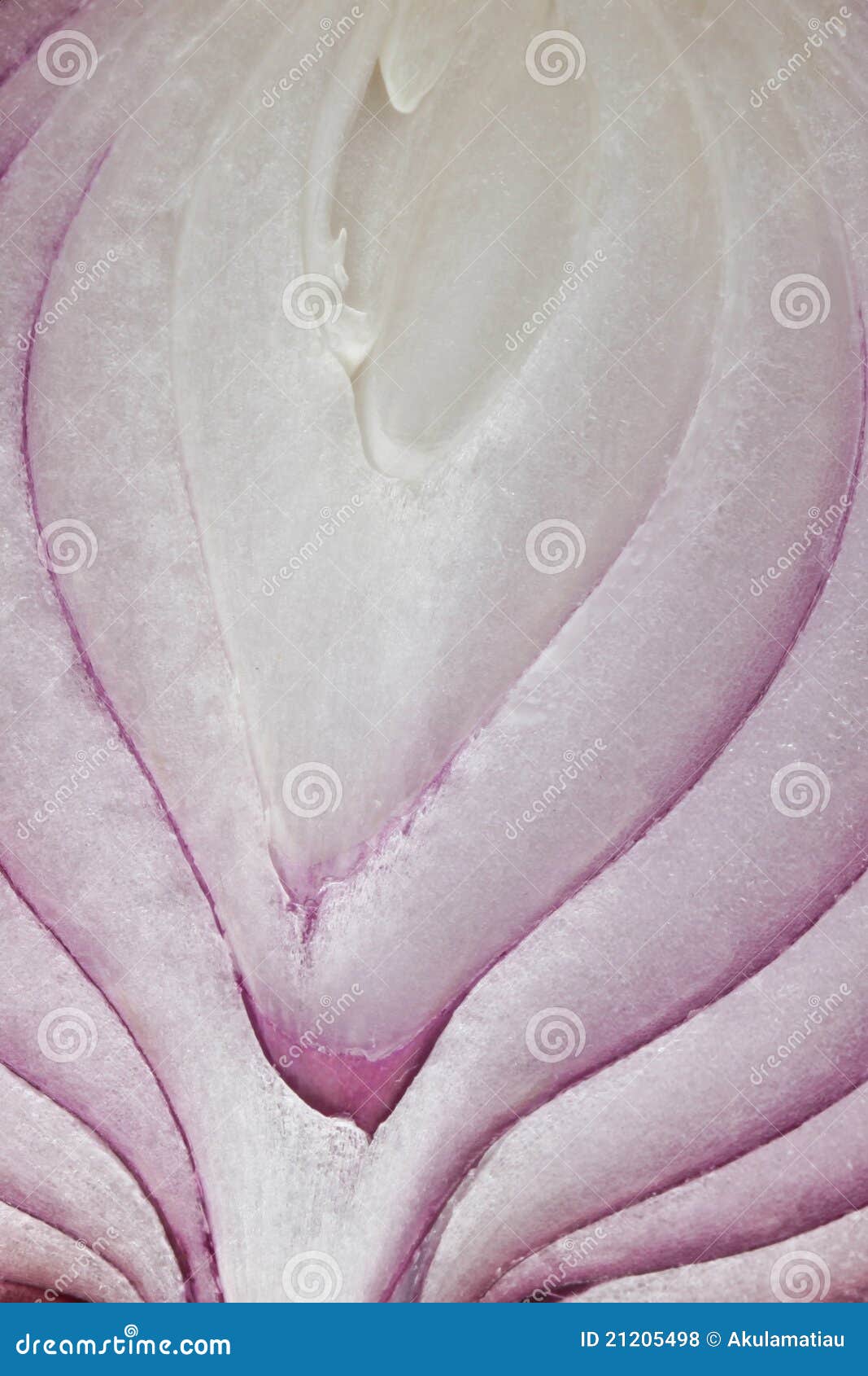 Capas de la cebolla roja foto de archivo. Imagen de plato - 21205498