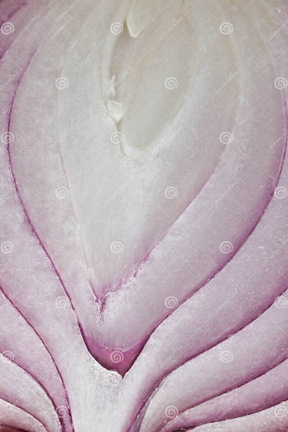 Capas de la cebolla roja foto de archivo. Imagen de plato - 21205498