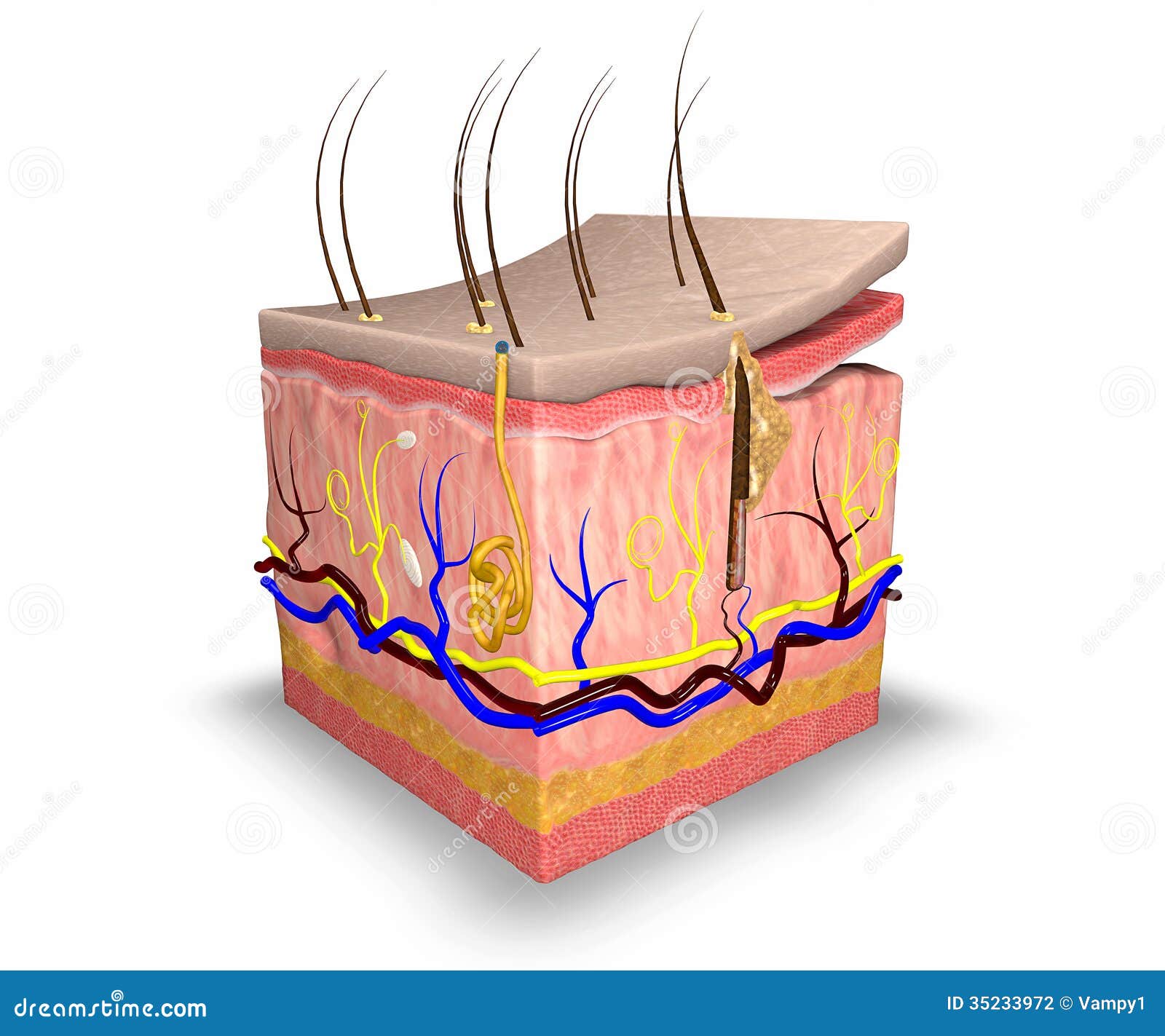 Capas De La Piel Fotografía de archivo - Imagen: 35233972