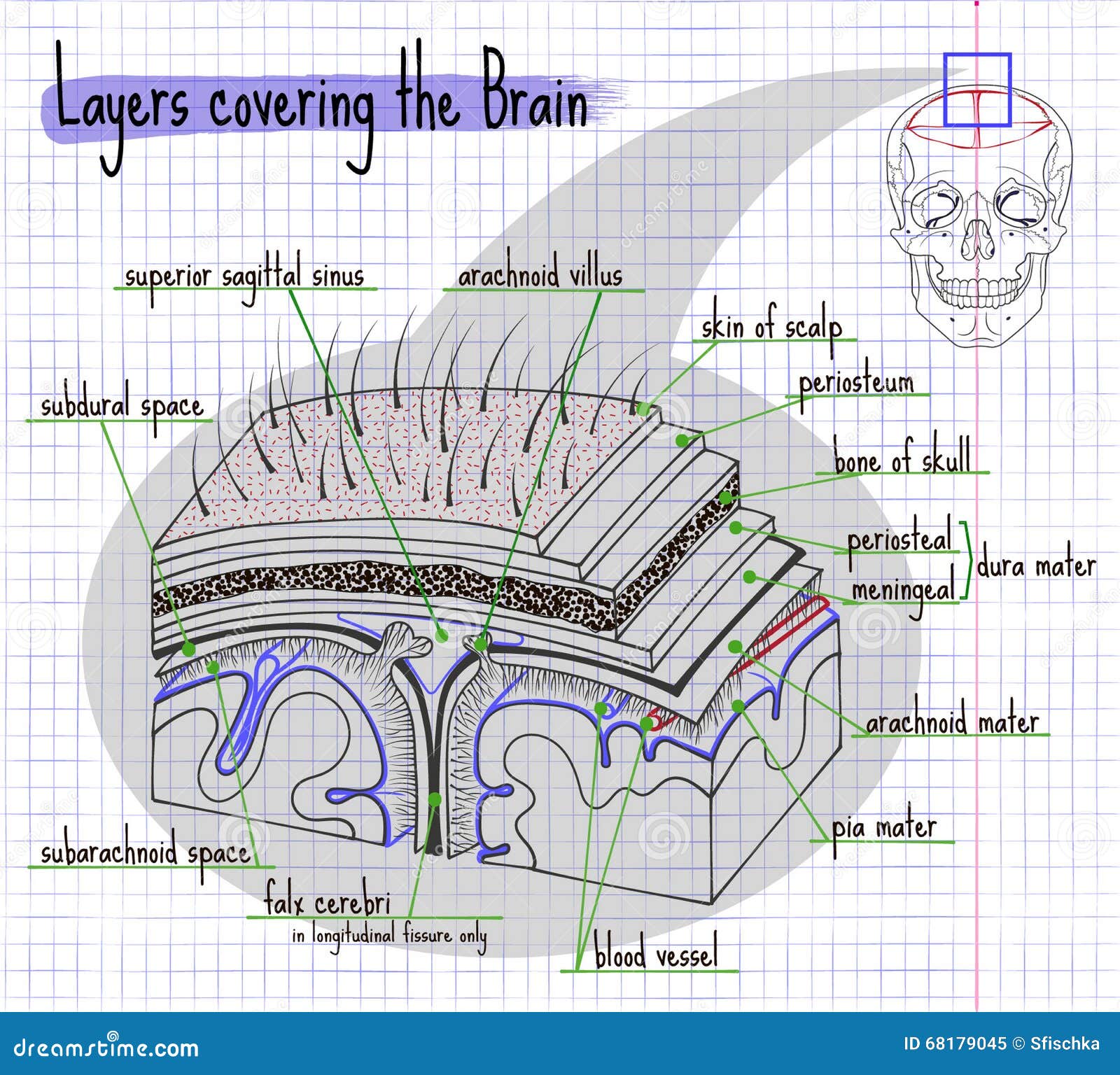 Capas Del Ejemplo De La Estructura Del Cerebro Humano Ilustración del ...