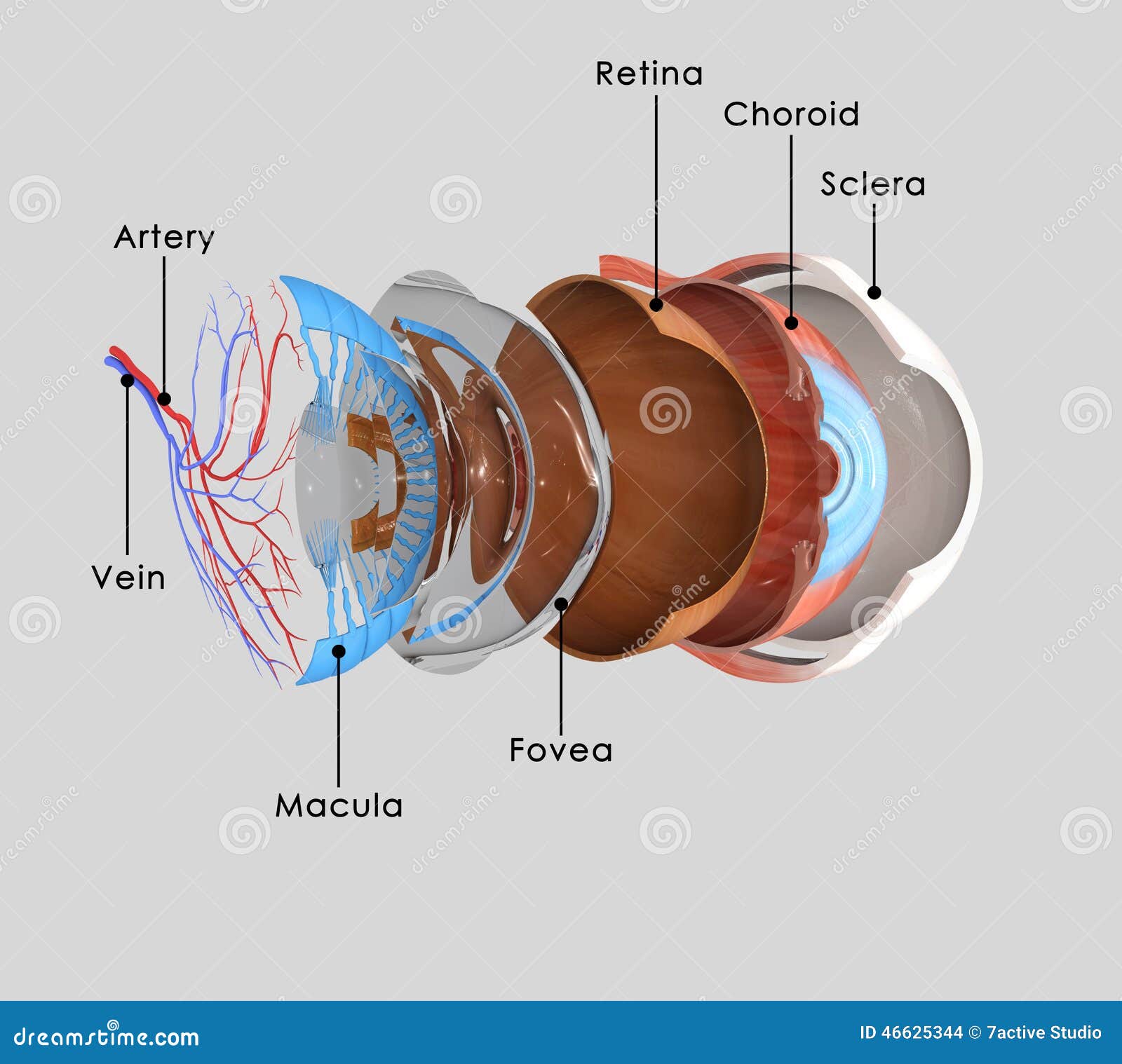 Capas Del Ojo Stock de ilustración - Imagen: 46625344