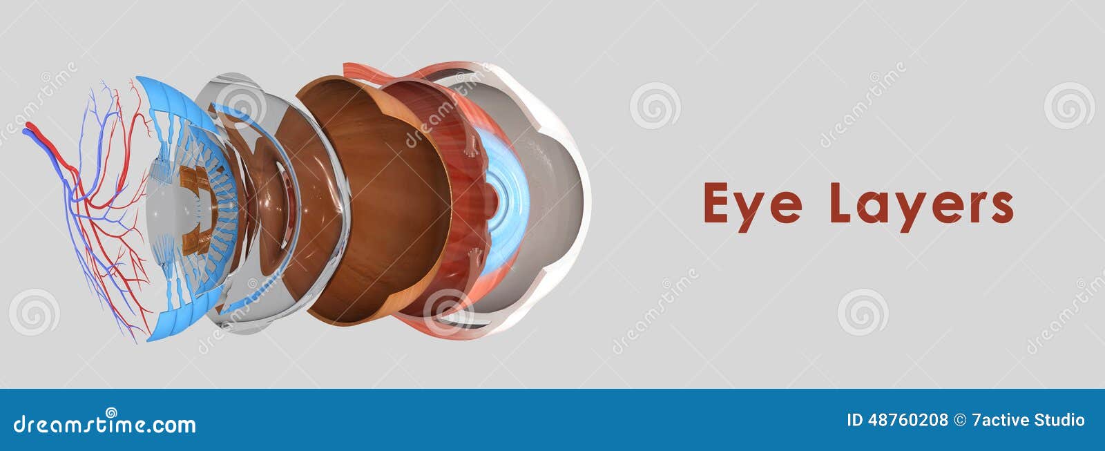 Capas del ojo stock de ilustración. Ilustración de mucoso - 48760208