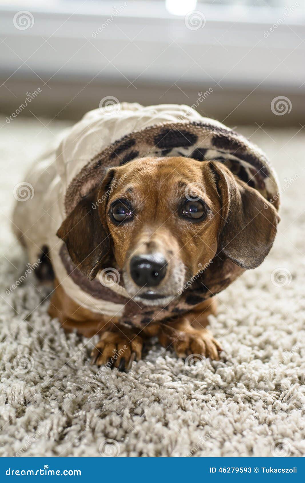 Capas del perro imagen de archivo. Imagen de fondo, alfombra - 46279593