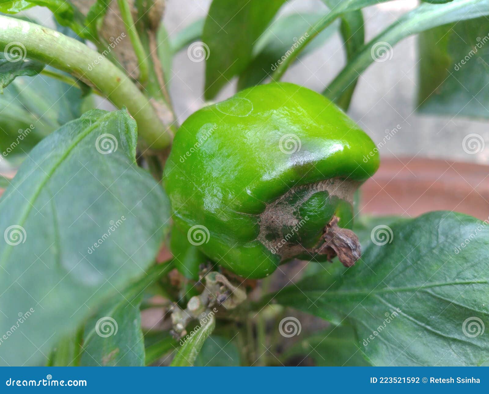 Capcium in the plant stock photo. Image of tree, herb - 223521592