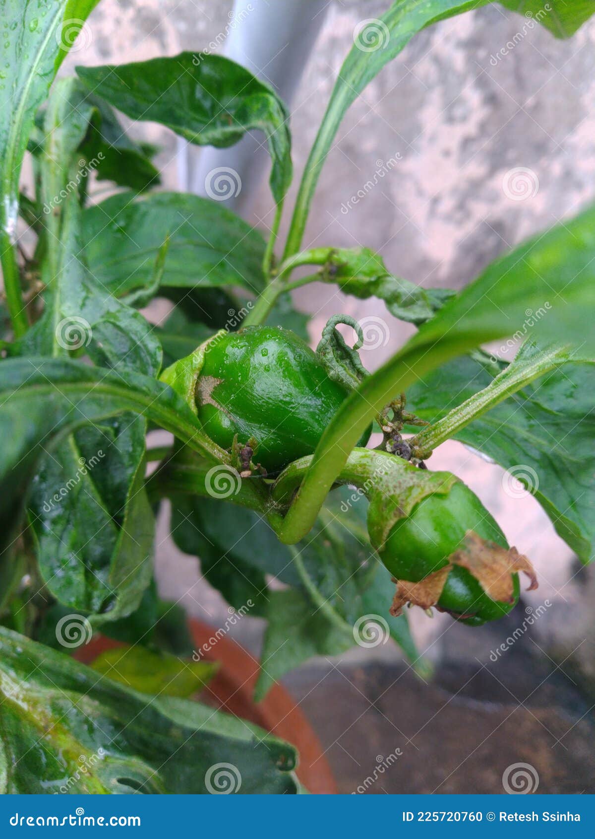 Capcium in the plant stock photo. Image of crop, evergreen - 225720760