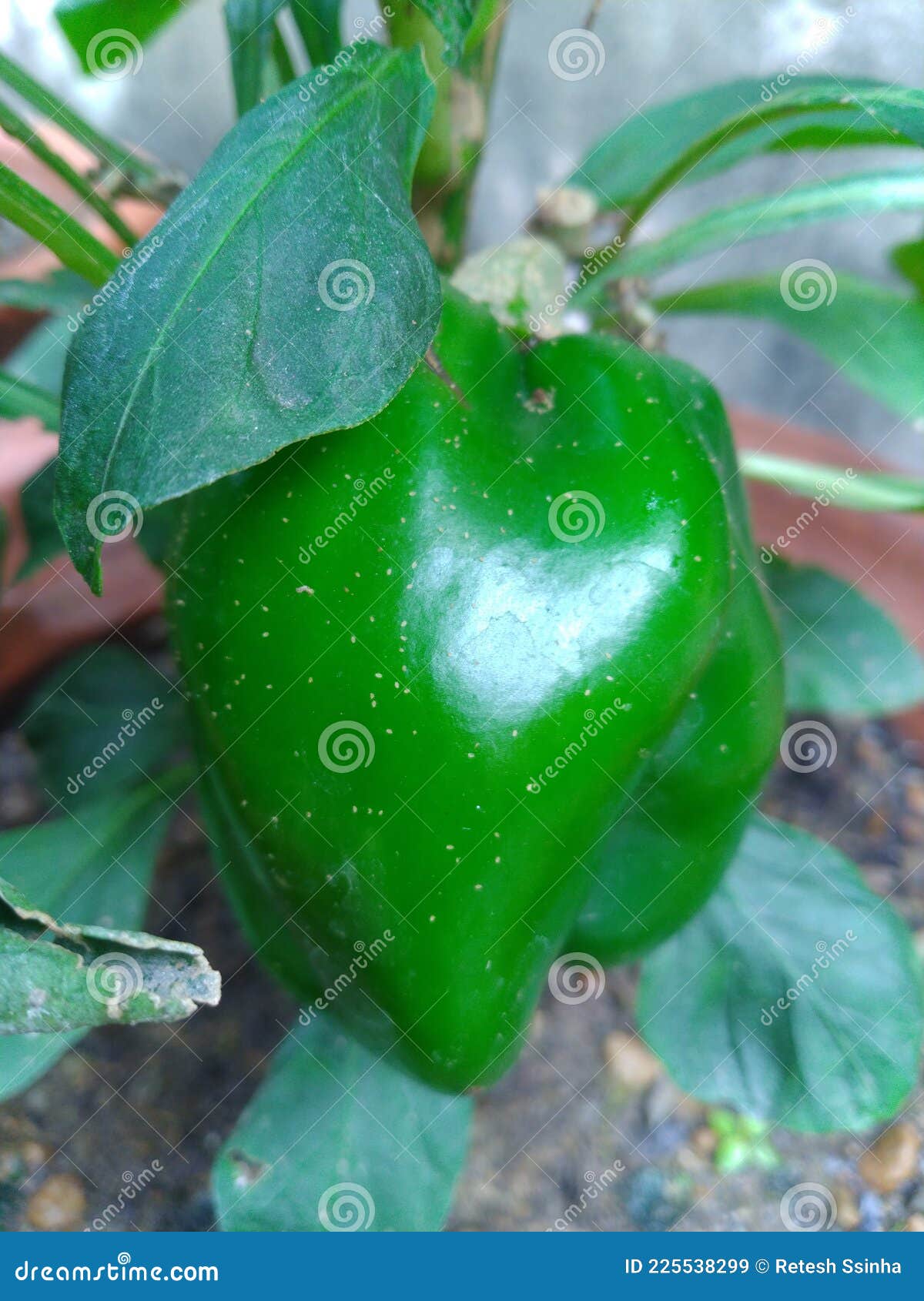 Capcium in the plant stock image. Image of shrub, fruit - 225538299