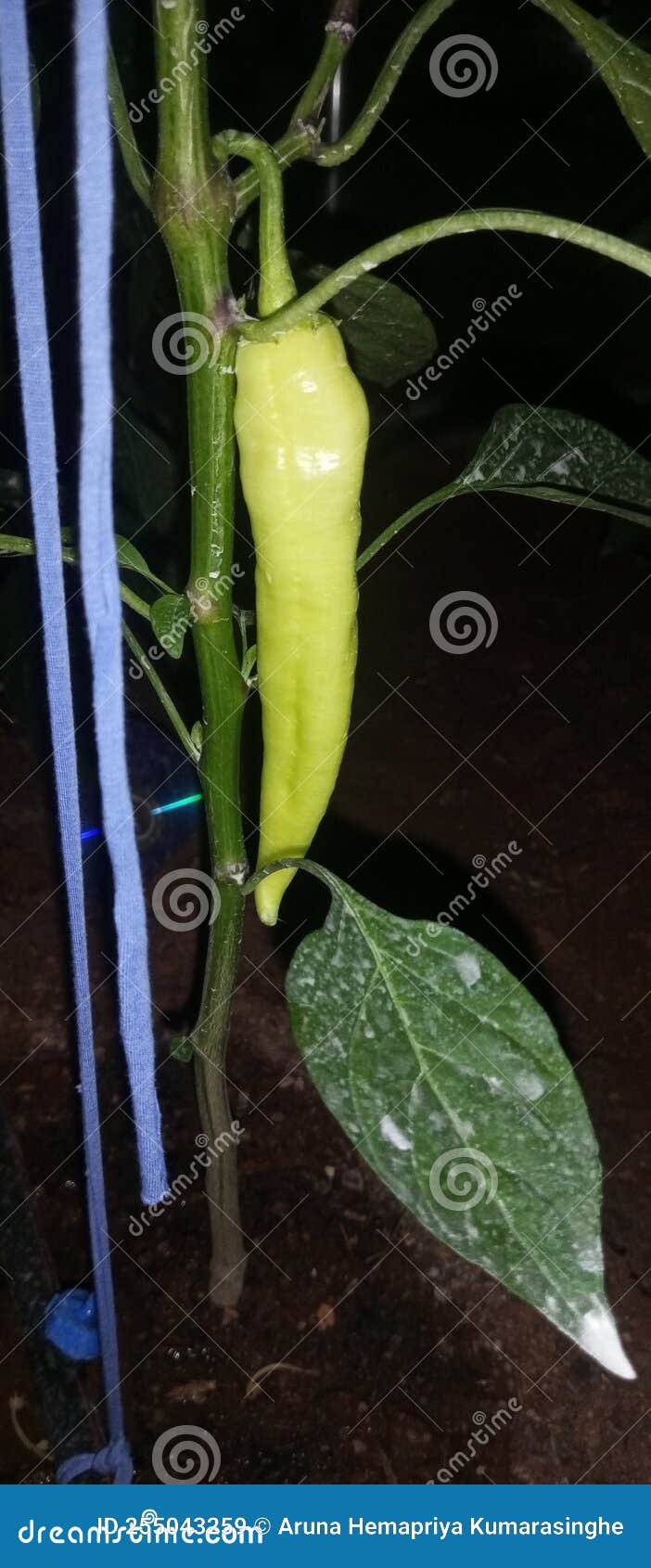 Capcium tree in tunnel stock image. Image of dish, insect - 255043259