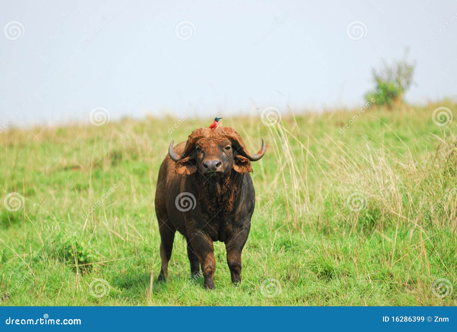Cape African Buffalo and Carmine Bee-Eater Stock Image - Image of ...