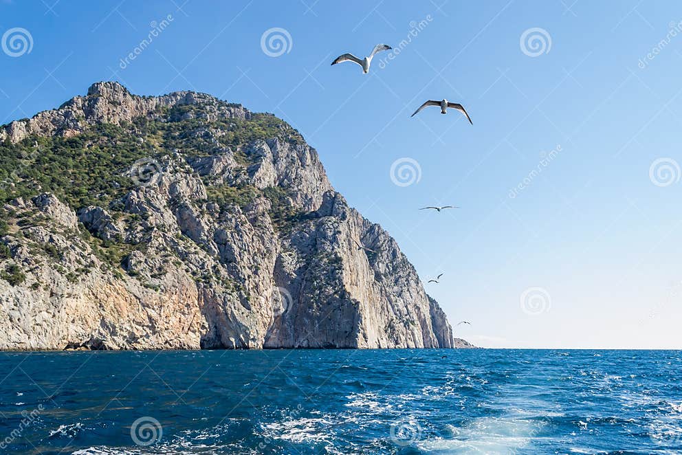 Seagulls Over Cape Aya in the Crimea. Stock Photo - Image of blue ...