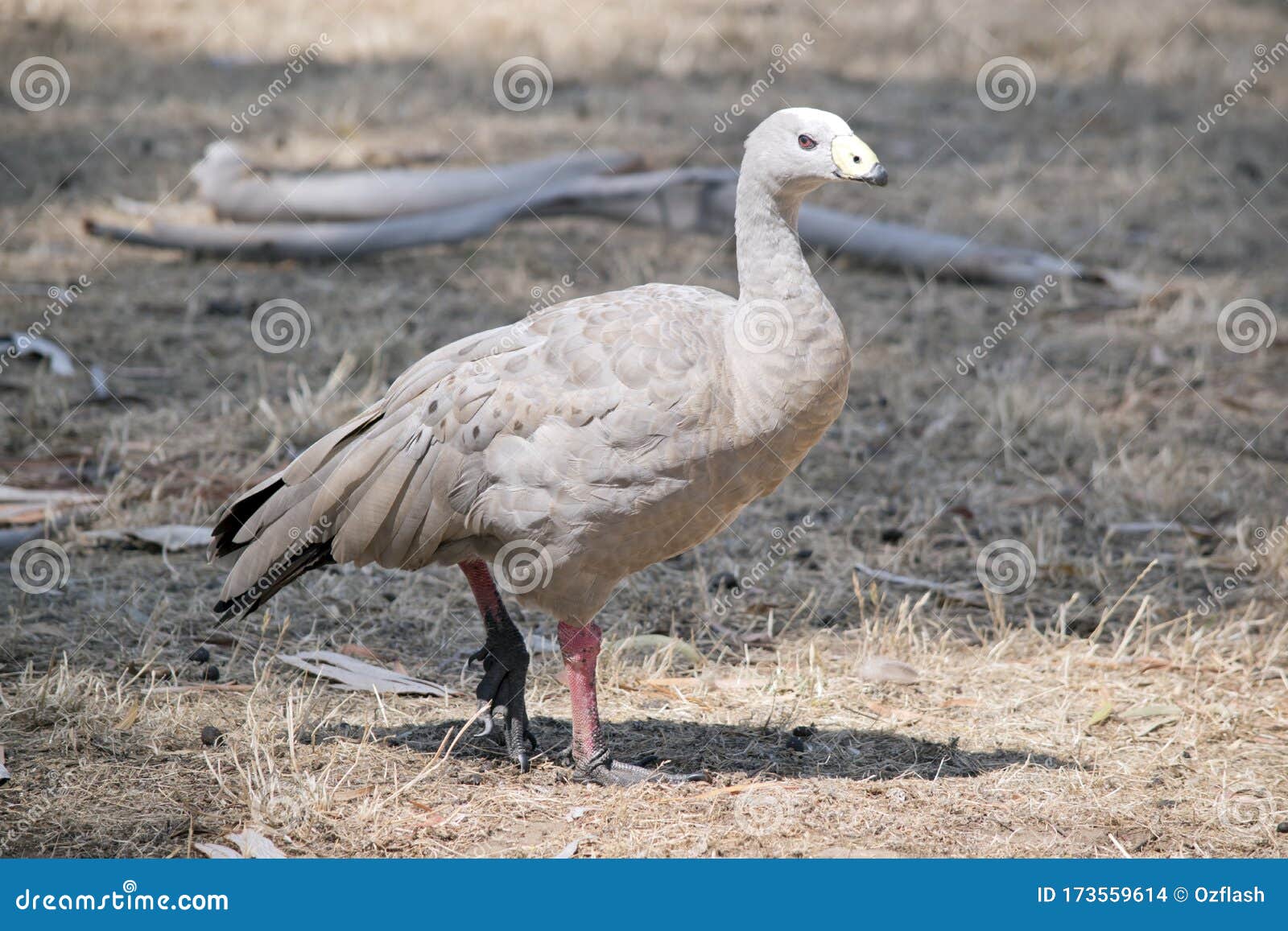 This is a Side View of a Cape Barren Goose Stock Photo - Image of tail ...