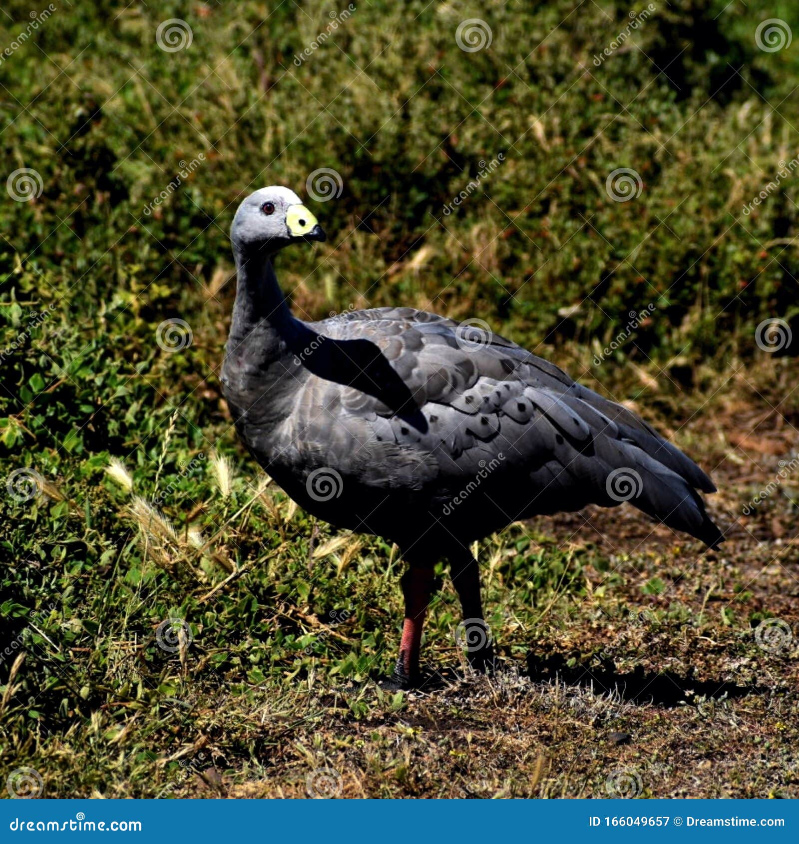 The cape barren goose stock image. Image of goose, wildlife - 166049657