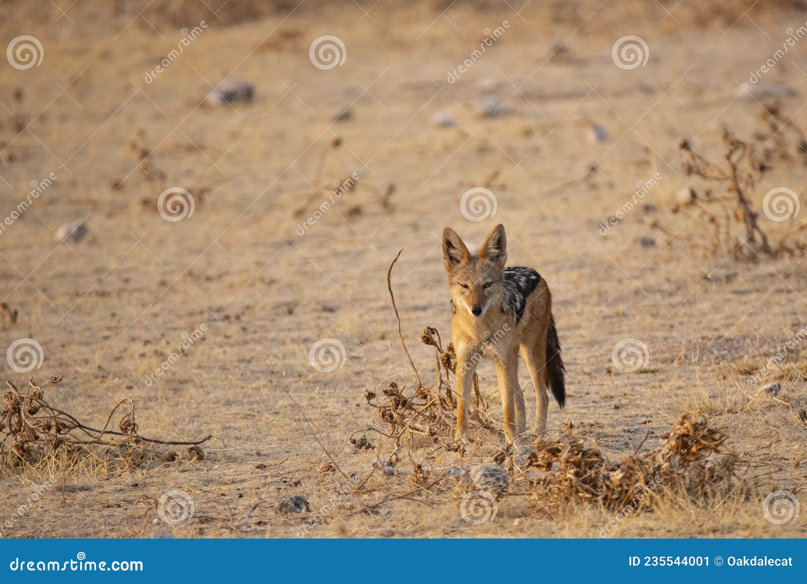Cape Black-backed Jackal in Namibia Stock Image - Image of jackal ...