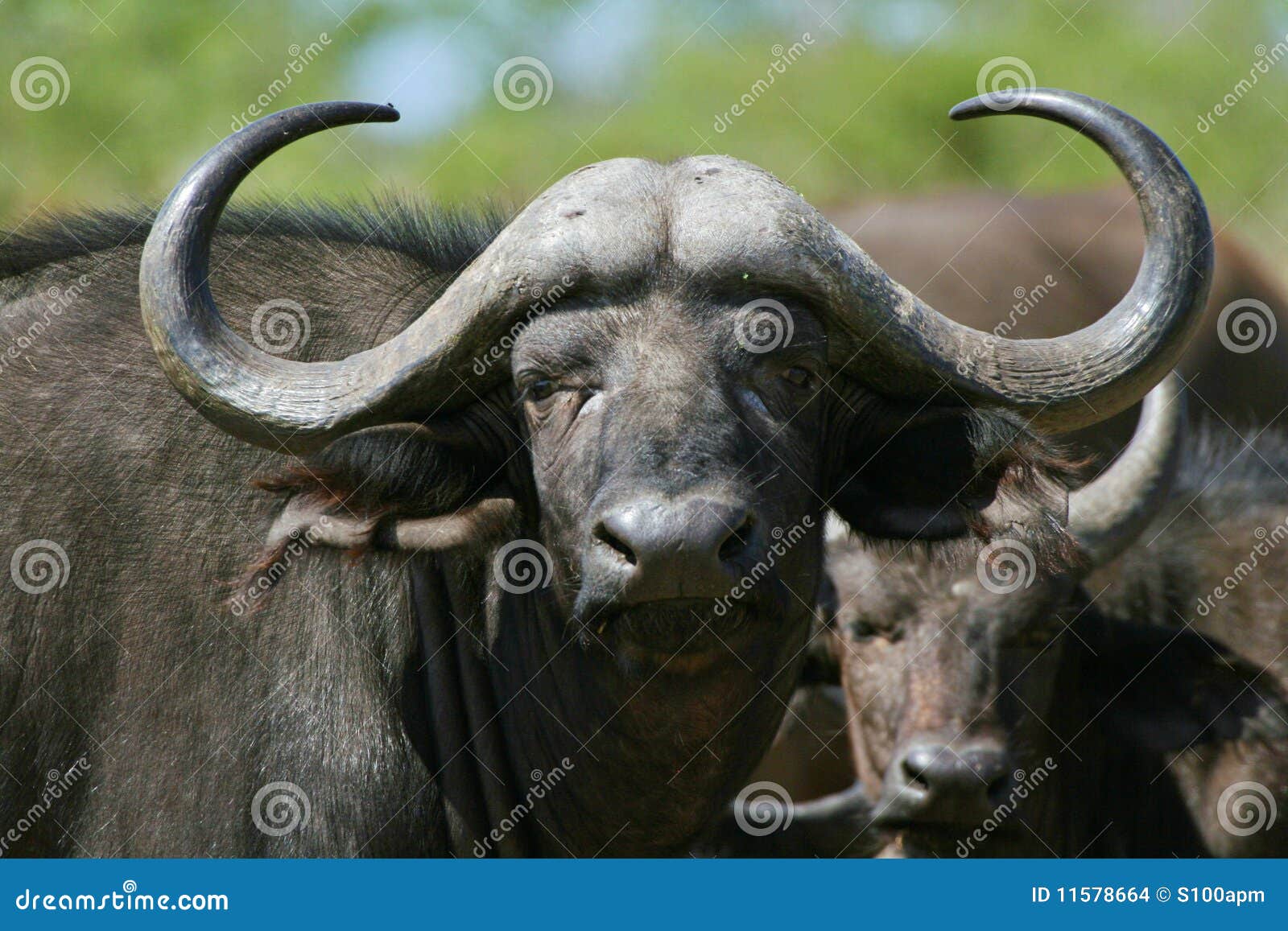 Cape Buffalo stock photo. Image of buffalo, cape, african - 11578664