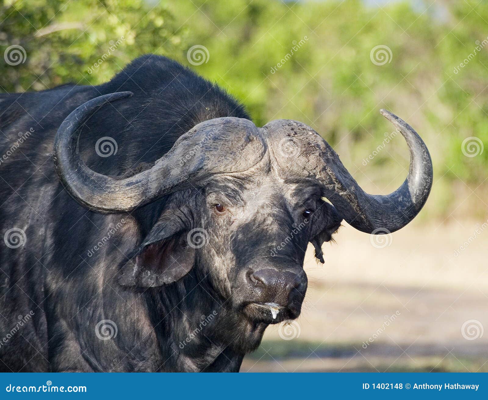 Cape Buffalo stock photo. Image of horns, buffalo, bison - 1402148