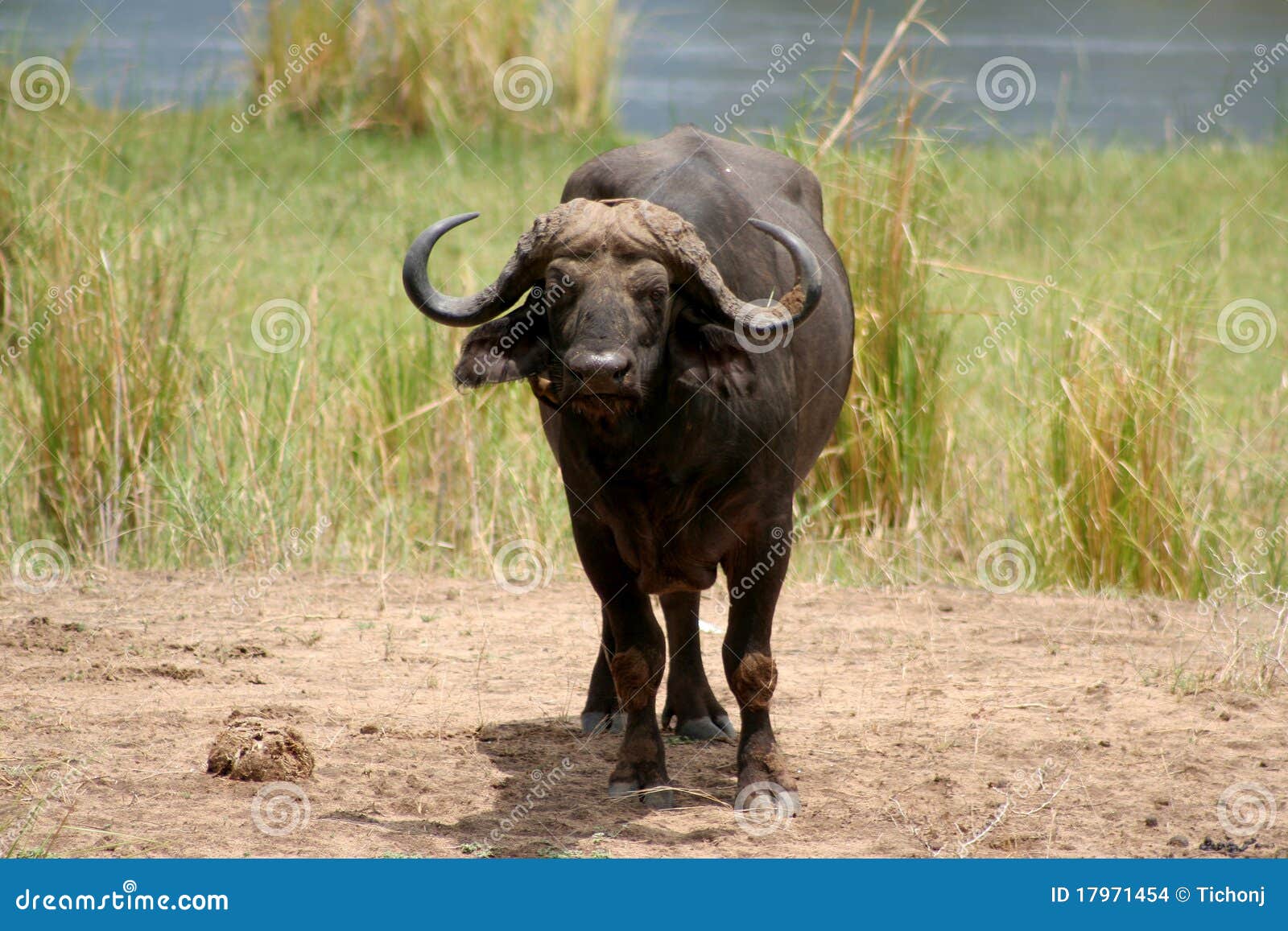 Cape Buffalo stock photo. Image of cape, safari, mana - 17971454