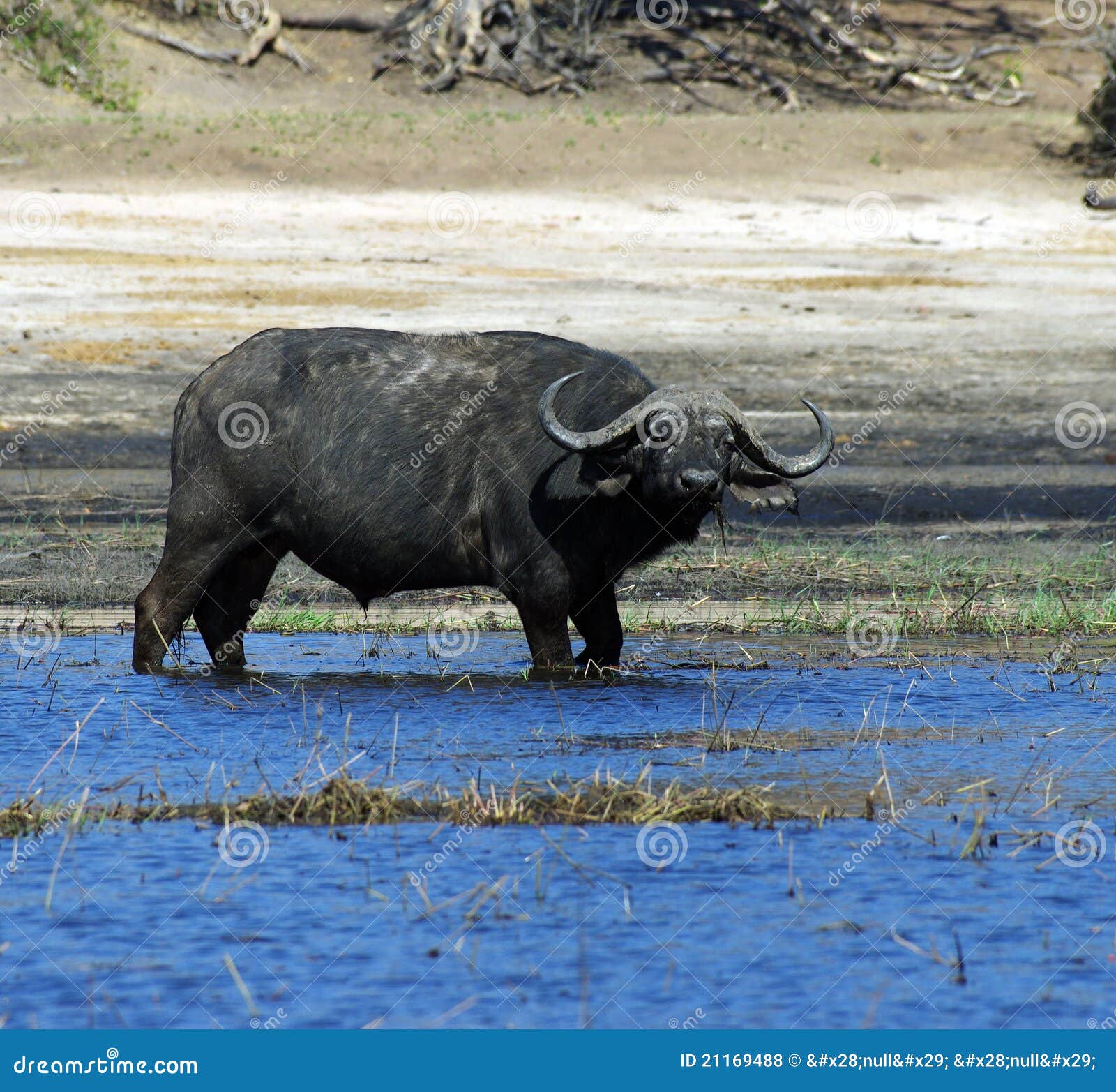 Cape Buffalo stock photo. Image of river, wild, chobe - 21169488