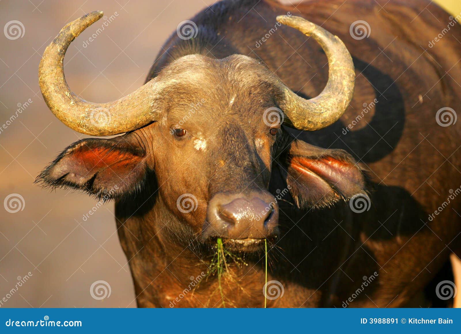 Cape Buffalo stock image. Image of buffaloes, wildlife - 3988891