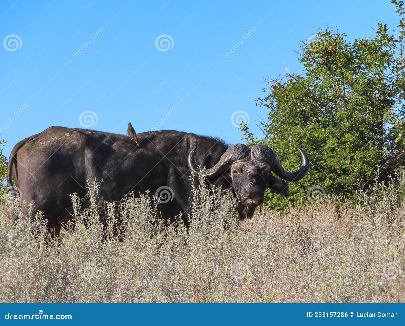 Cape buffalo stock photo. Image of drive, bull, buffalo - 233157286