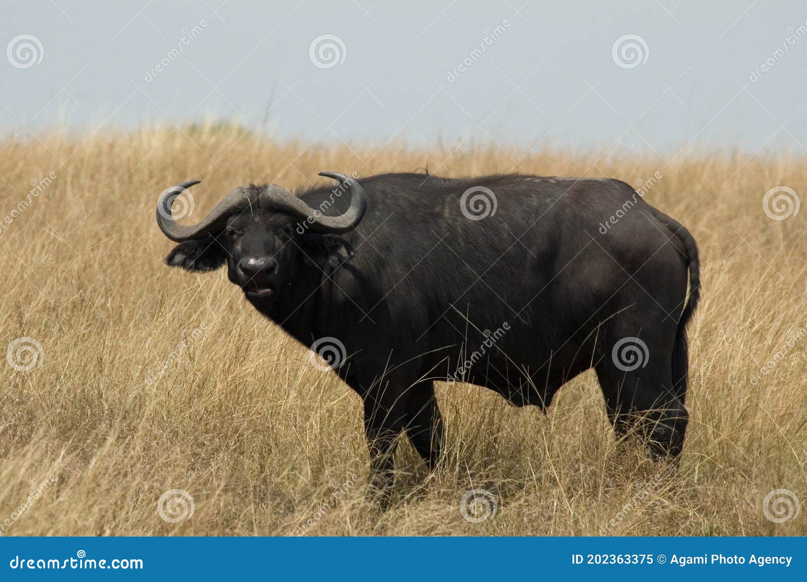 Cape Buffalo, Afrikaanse Buffel, Syncerus Caffer Stock Image - Image of ...