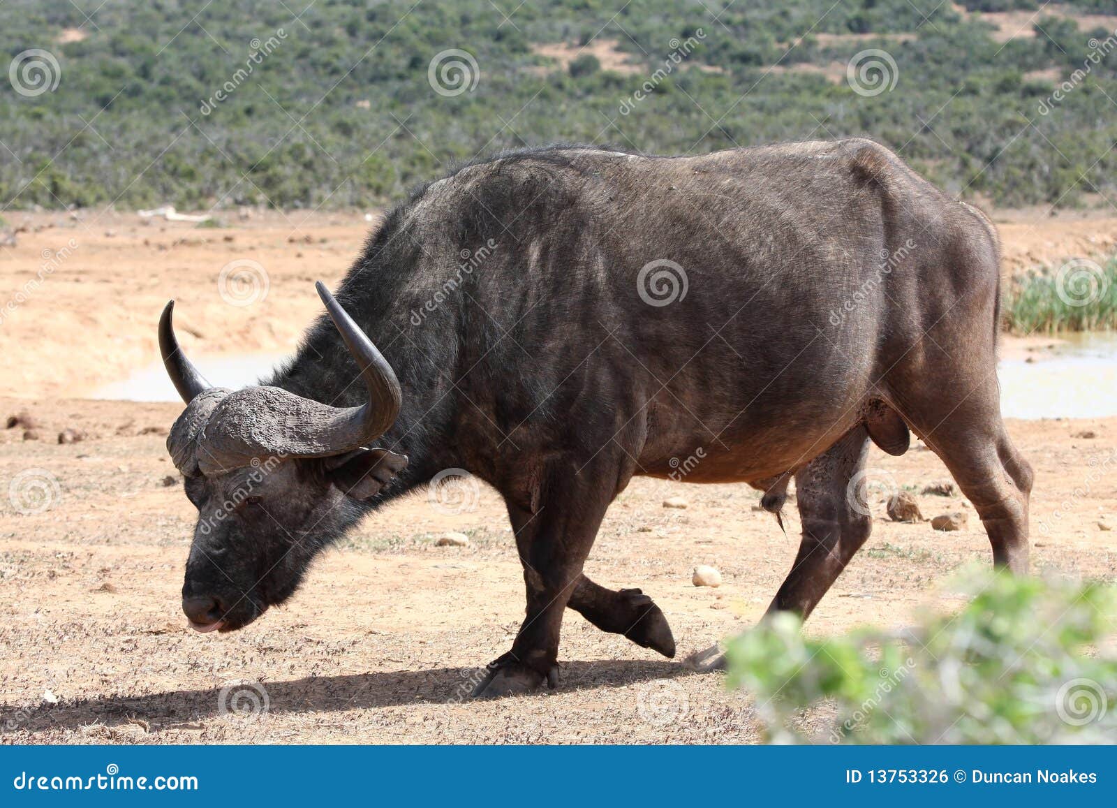 Cape Buffalo Bull stock photo. Image of buffalo, bovine - 13753326