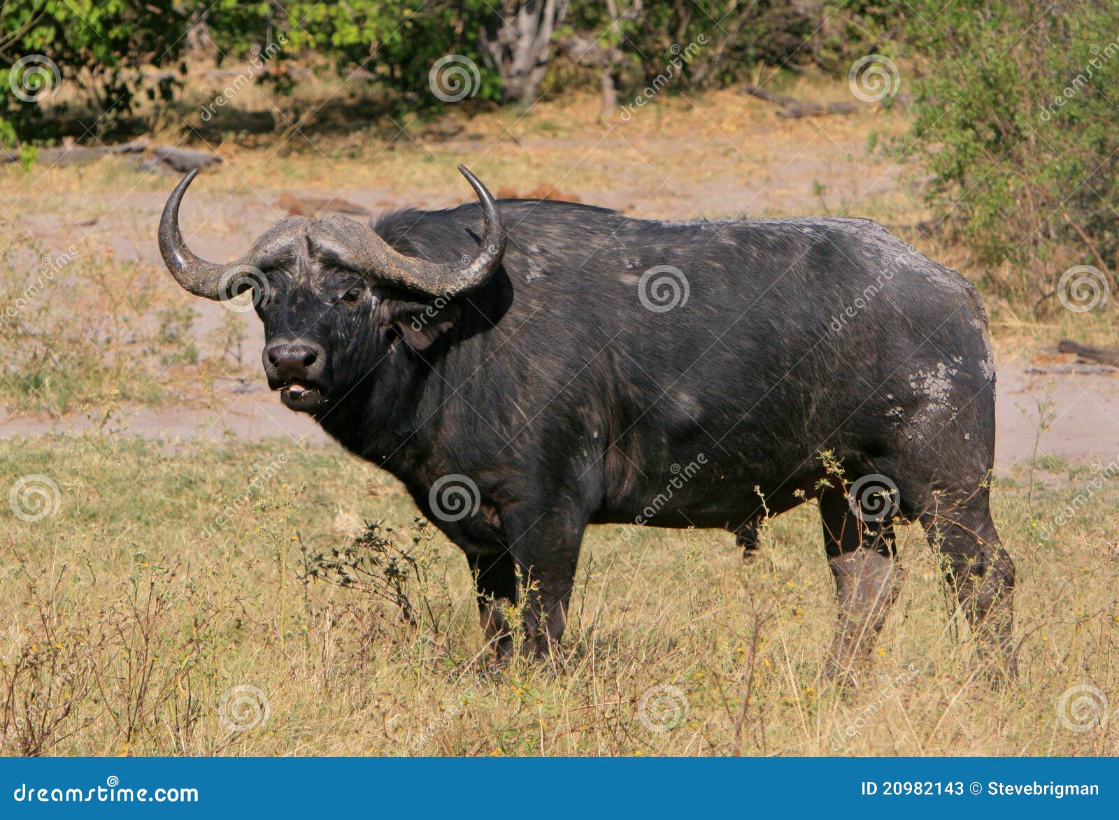 Cape buffalo bull stock image. Image of wildlife, safari - 20982143