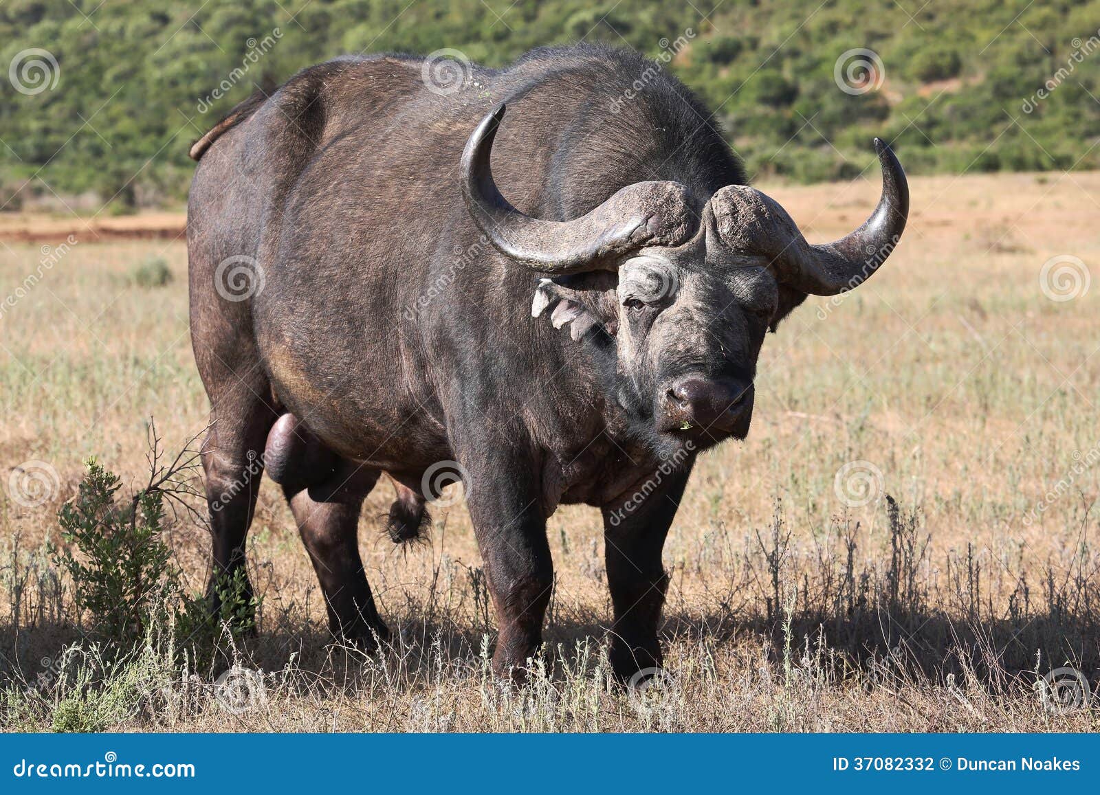 Cape Buffalo bull stock photo. Image of natural, safari - 37082332
