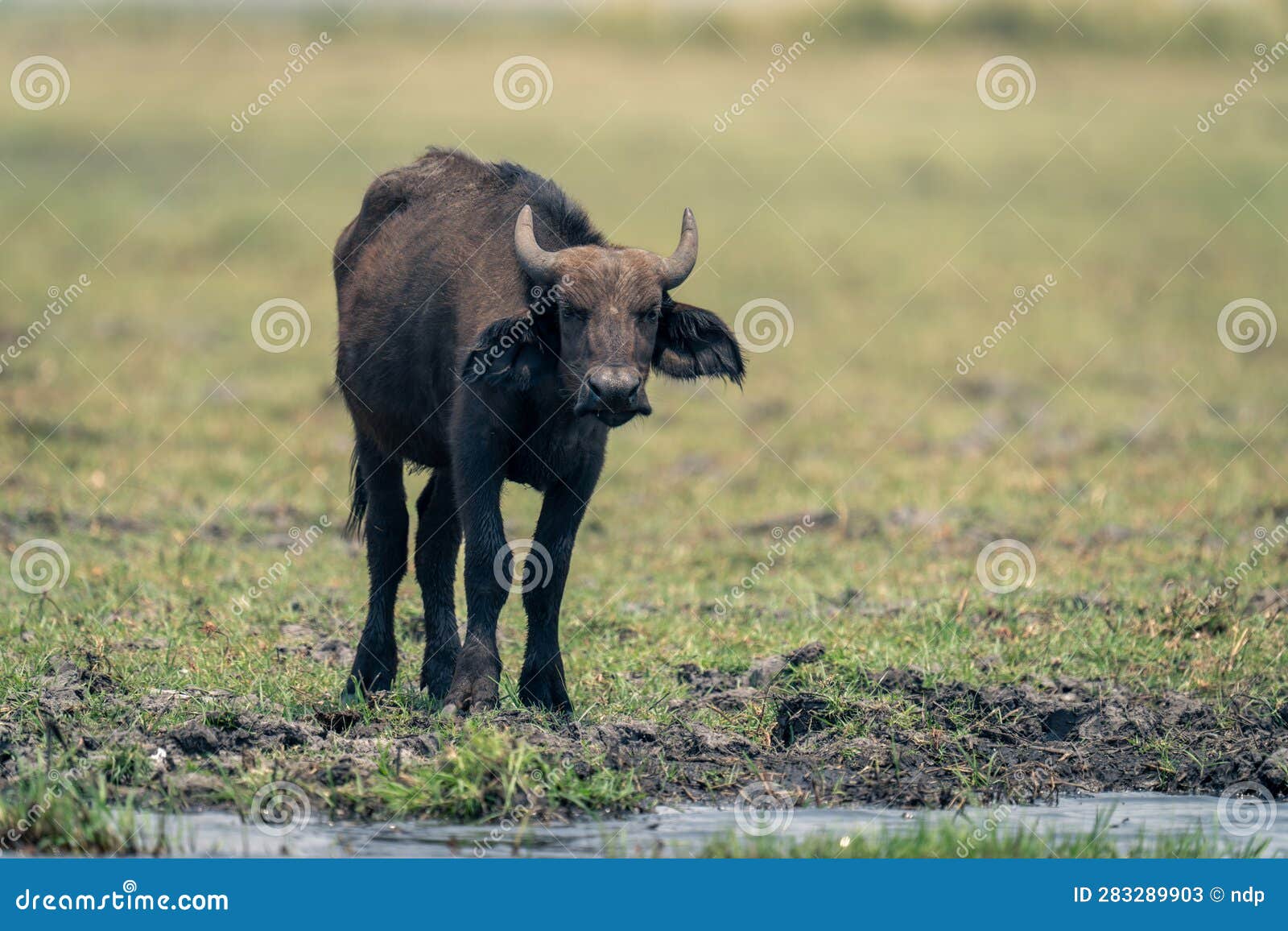 Cape Buffalo Calf Stands on Grassy Riverbank Stock Image - Image of ...