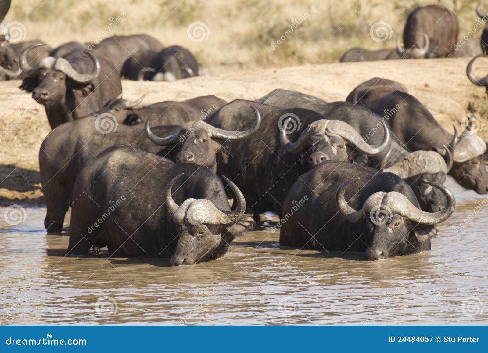 Cape Buffalo Drinking, South Africa Stock Image - Image of african ...