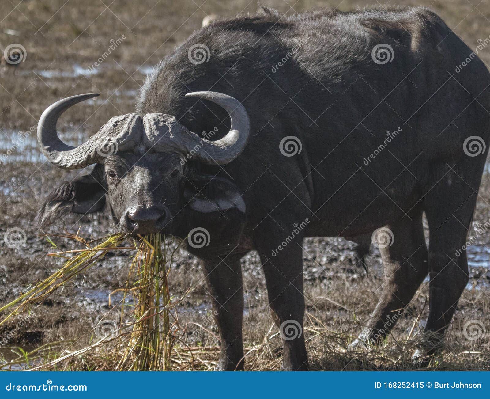 Cape Buffalo Eats Hippo Grass from a Marsh Stock Image - Image of ...
