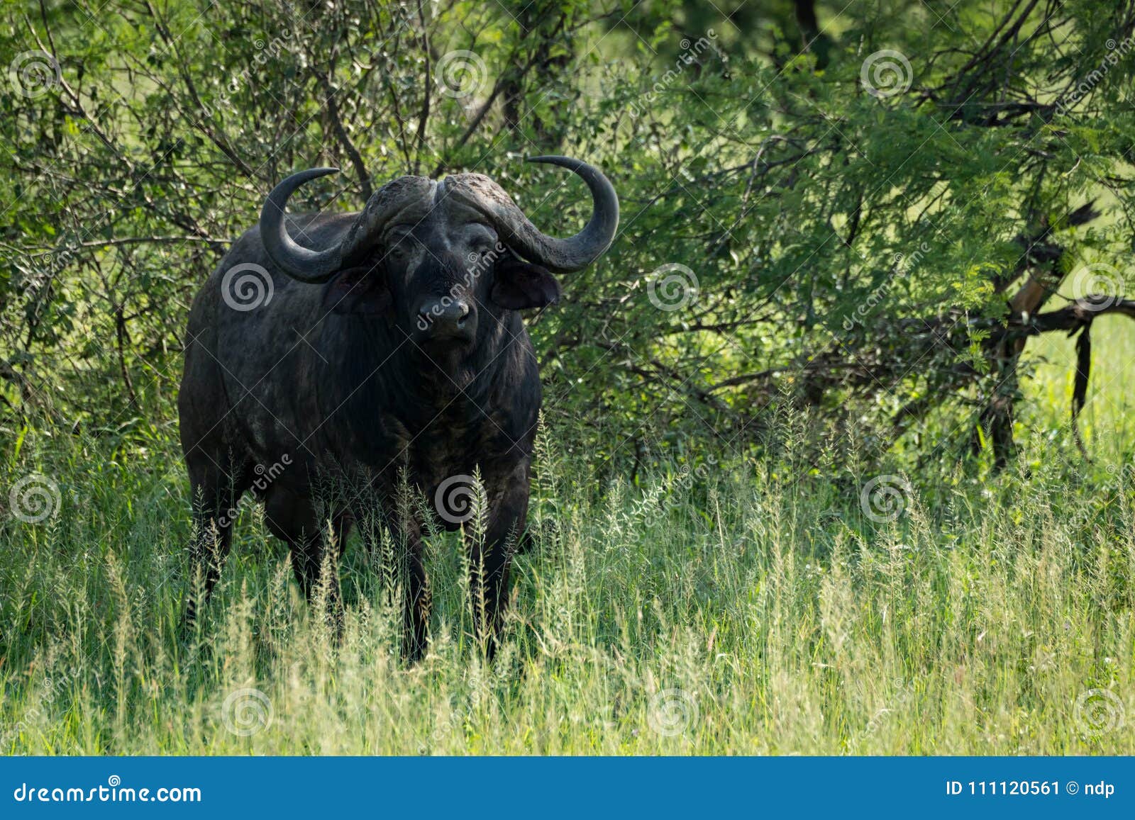 Cape Buffalo Facing Camera from beside Bushes Stock Image - Image of ...