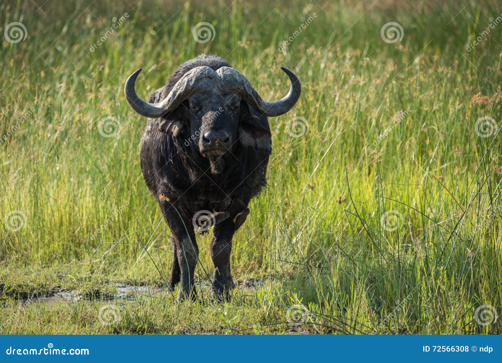Cape Buffalo Facing Camera in Long Grass Stock Photo - Image of ...