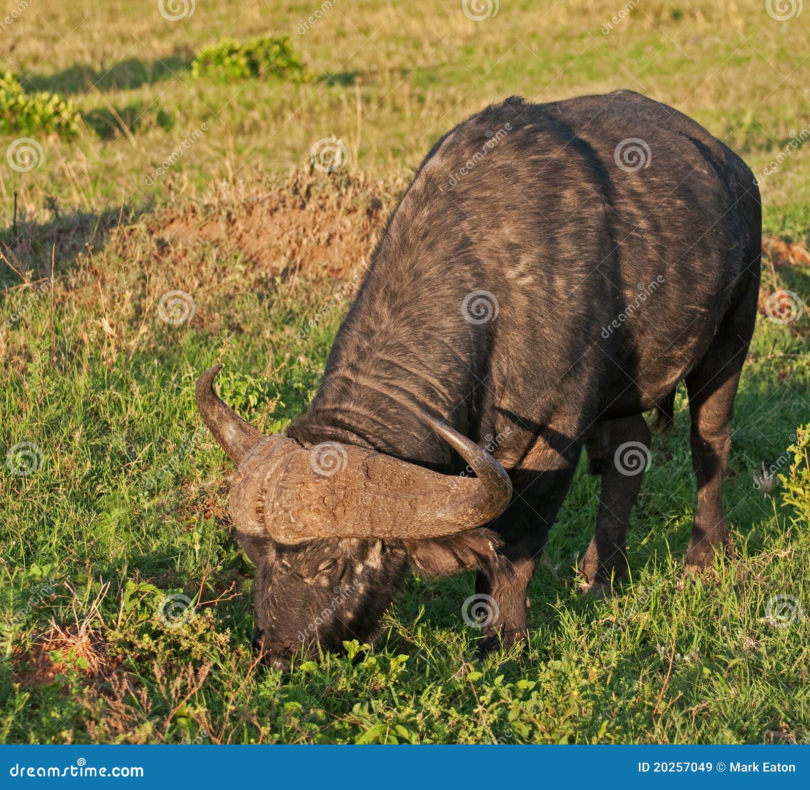 Cape Buffalo Feeding stock image. Image of african, syncerus - 20257049