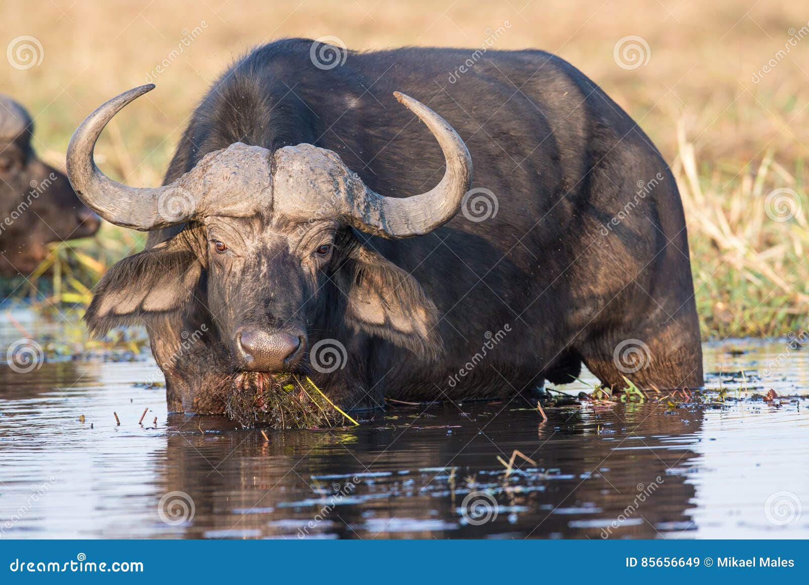 Cape Buffalo Feeding on Lily Pads Stock Image - Image of grazing ...