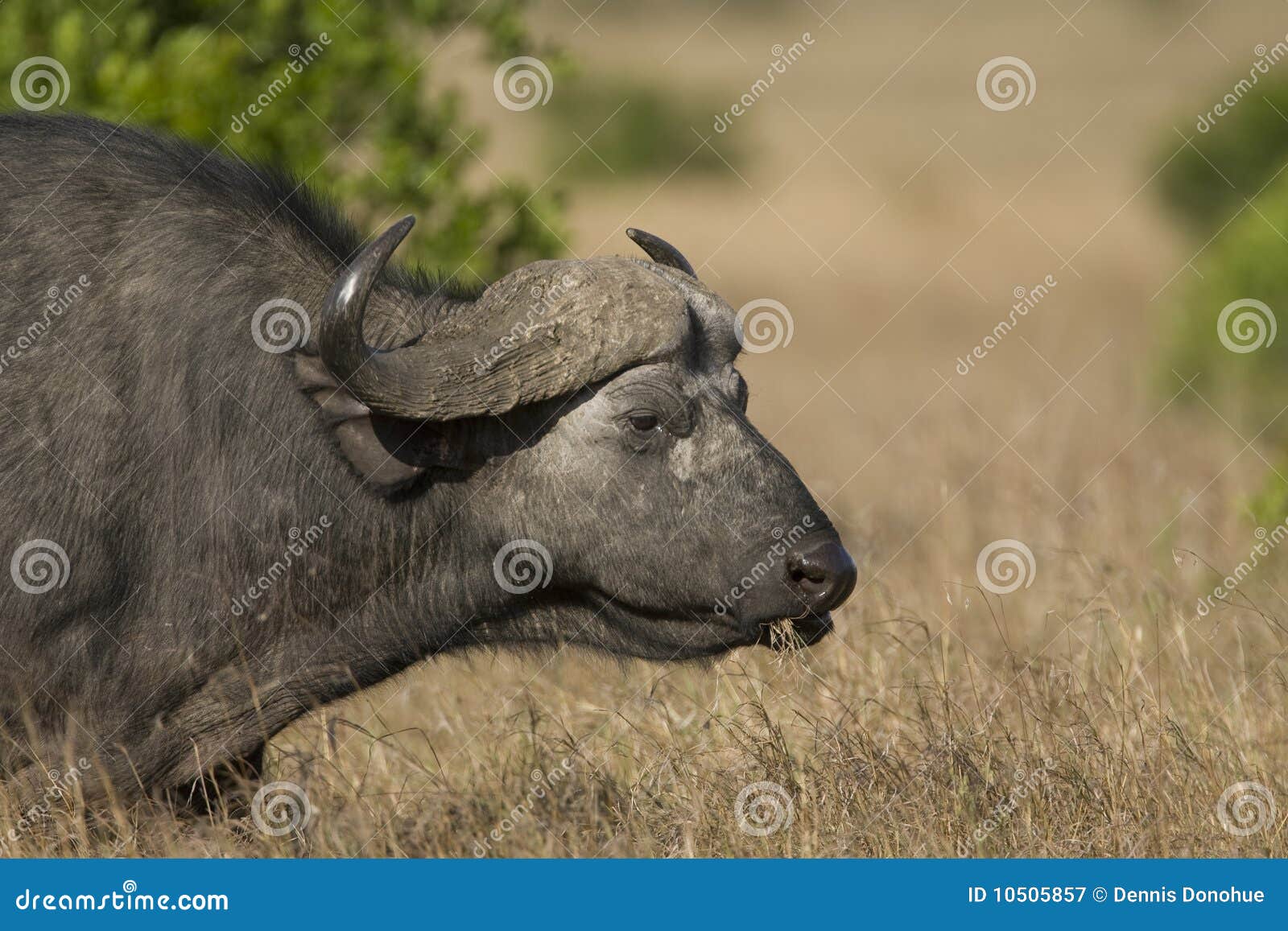 Cape Buffalo in Kenya stock image. Image of large, cape - 10505857