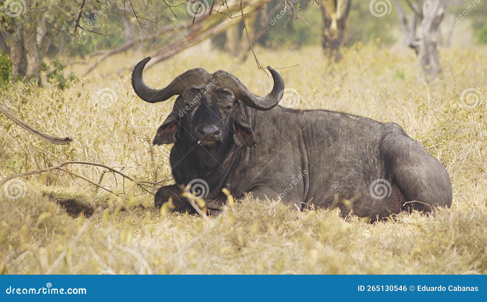 Cape Buffalo, Lake Nakuru, Kenya Stock Photo - Image of wild, life ...