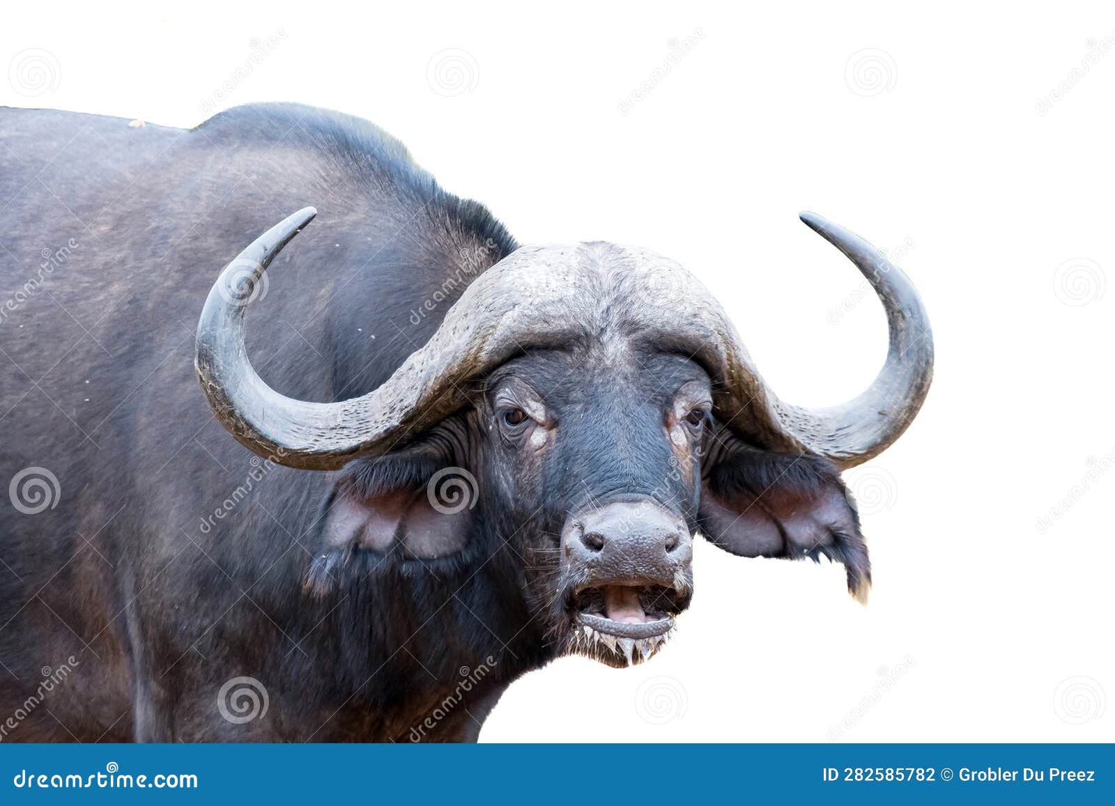 Cape Buffalo Looking at the Camera. Isolated on White Stock Photo ...