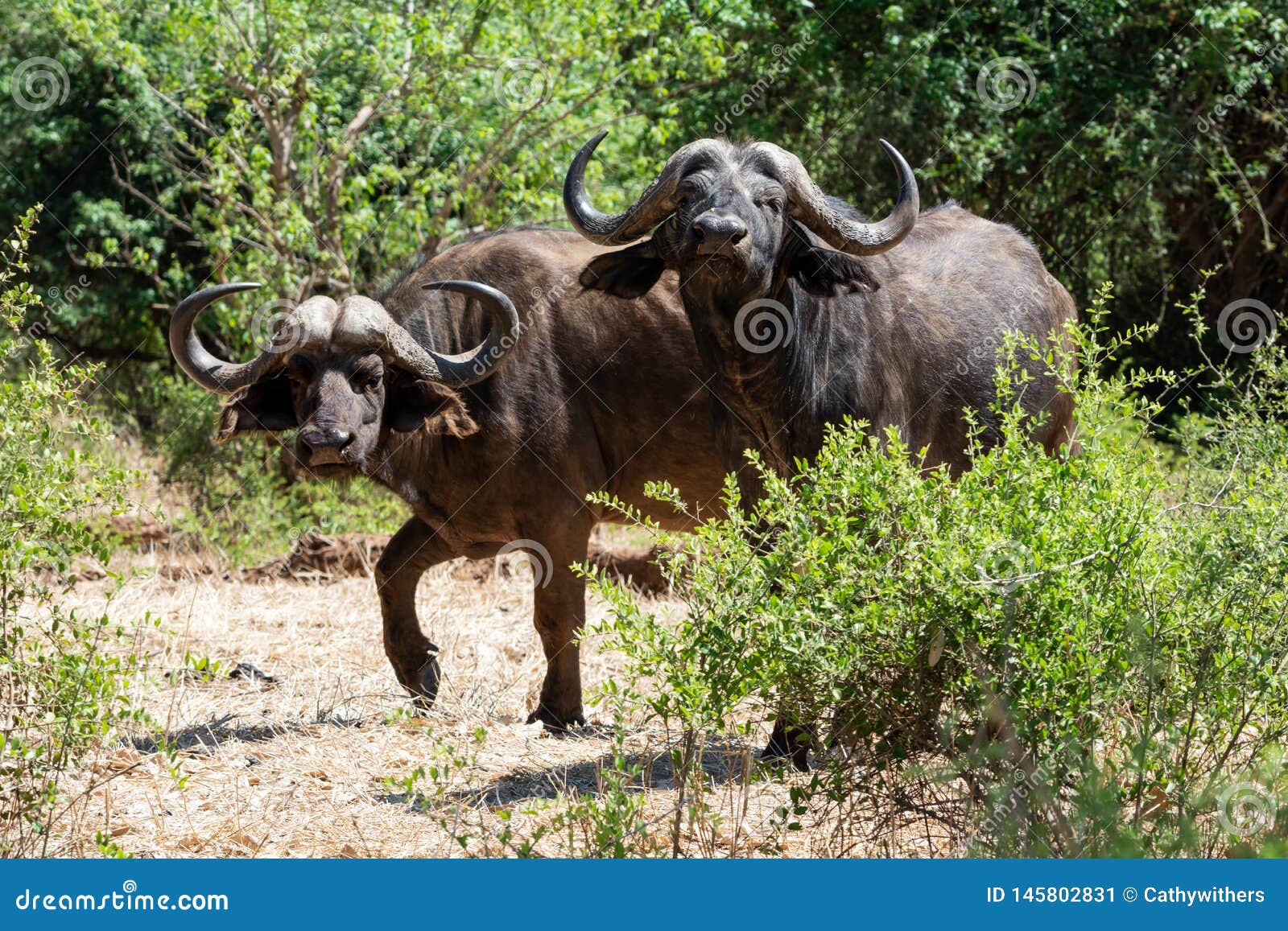 Cape Buffalo stock image. Image of animal, lone, mammal - 145802831