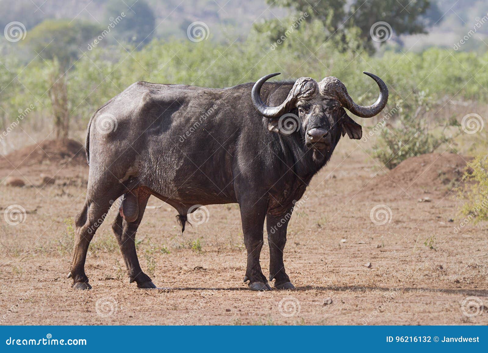 Cape Buffalo Skull Stock Photography | CartoonDealer.com #8081762
