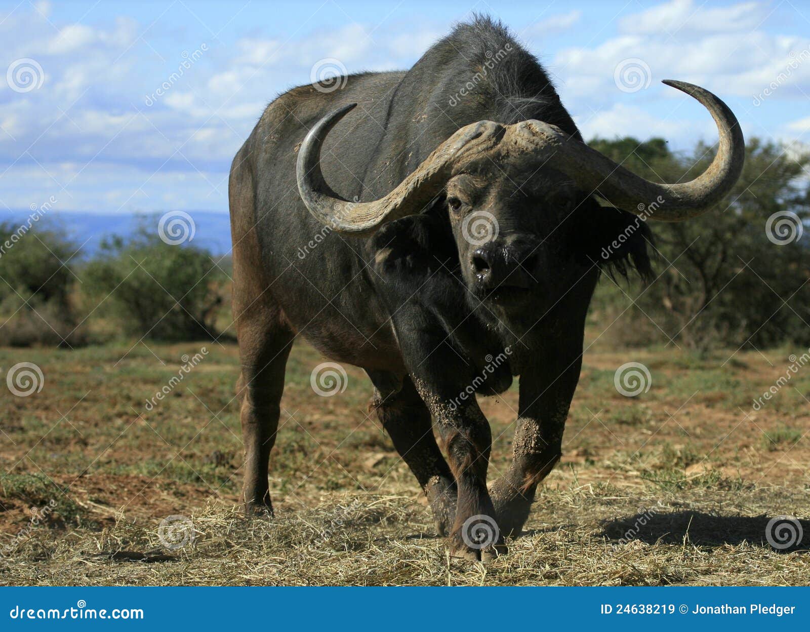 Cape Buffalo in South Africa Stock Image - Image of dominant, horns ...